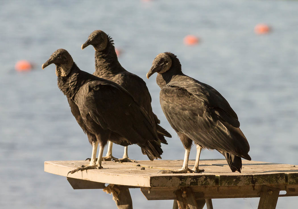 Black Vulture from Huntsville State Park, Walker County, TX, USA on ...
