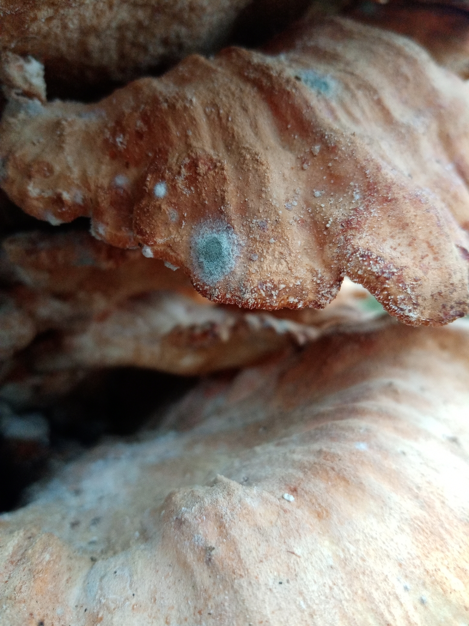 Botrytis cinerea Pers.