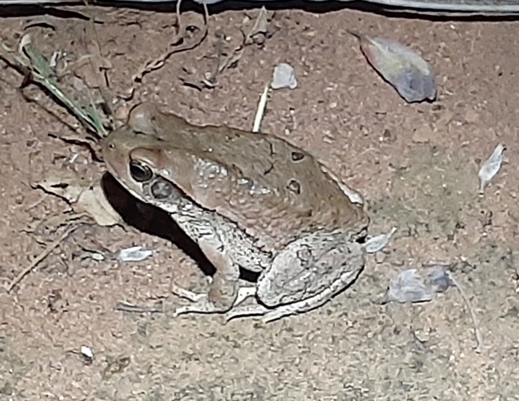 African Red Toad from Bosveld, South Africa on February 03, 2022 at 07: ...