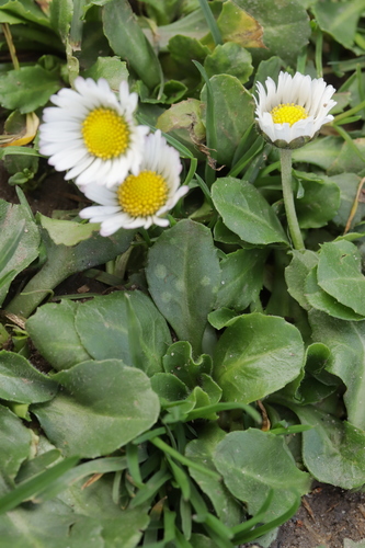 Entyloma bellidis · iNaturalist United Kingdom