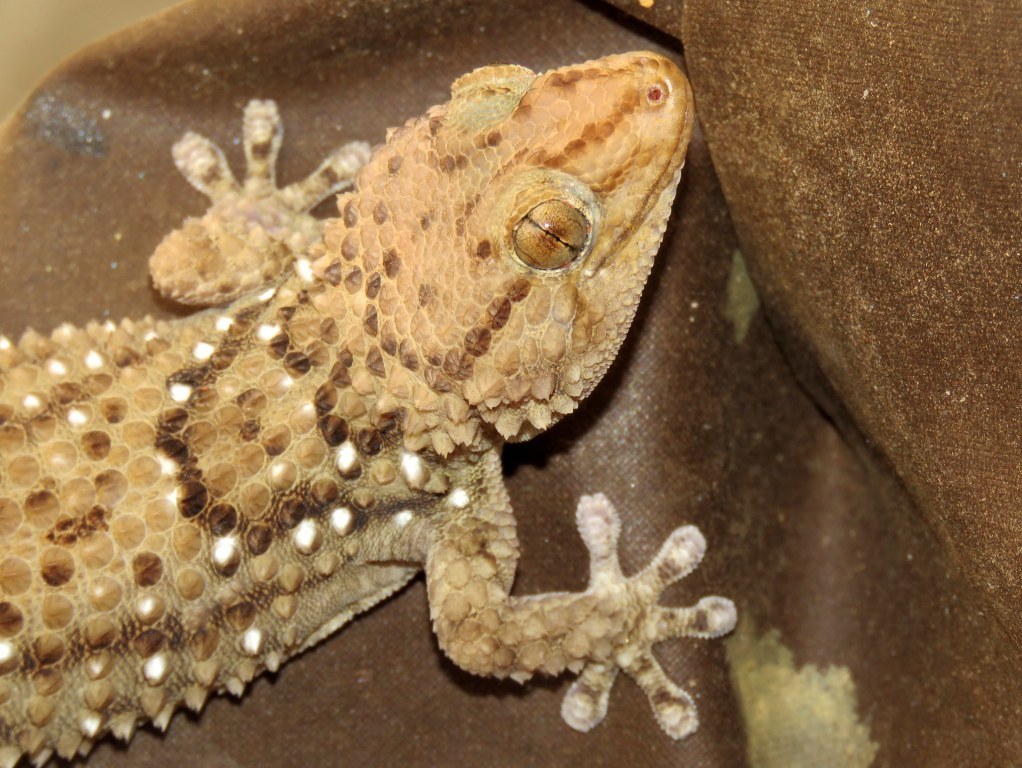Bibron's Thick-toed Gecko from Koetzerskraal house on August 19, 2017 ...