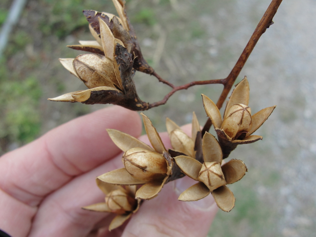 Tun tree from Gaoligong Shan, Yunnan, China on April 24, 2013 at 06:03 ...