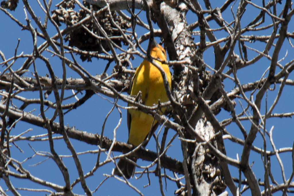 Western × Flame-colored Tanager (Cardinals, Buntings, and Tanagers of ...