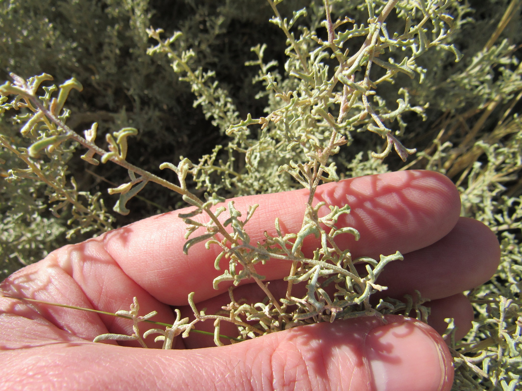 Atriplex lampa (Moq.) Gillies