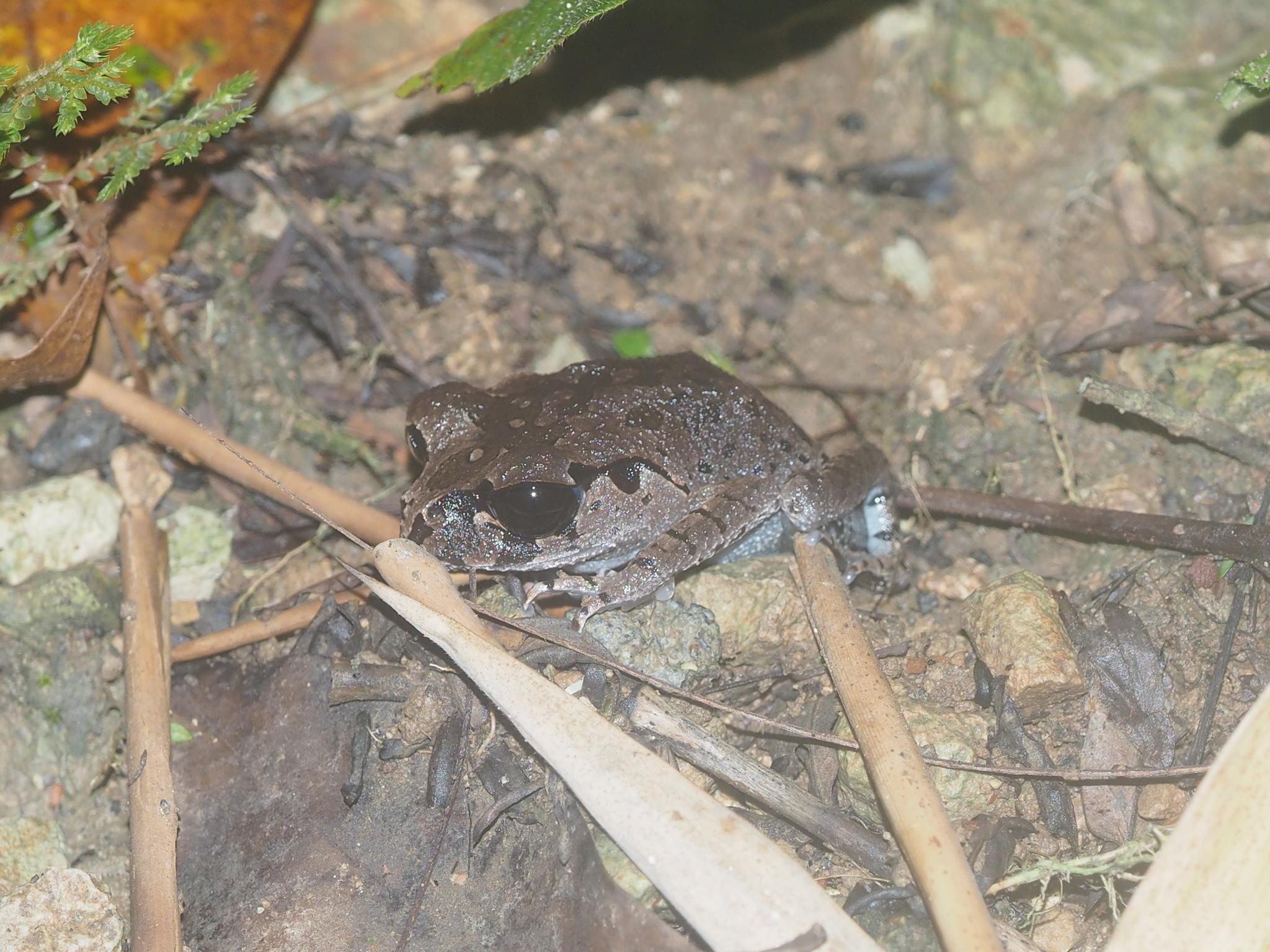 Leptobrachium hasseltii Tschudi, 1838