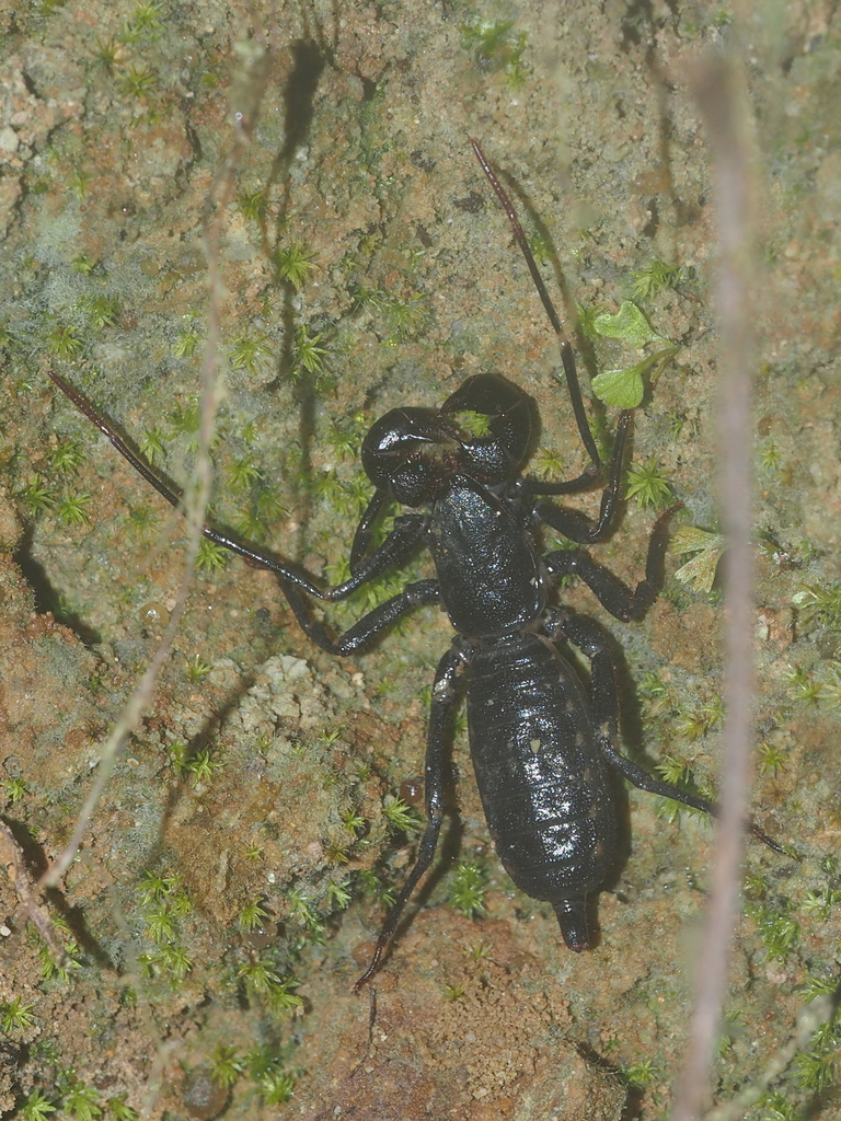 Thelyphonus caudatus from Kulon Progo Regency, Special Region of ...