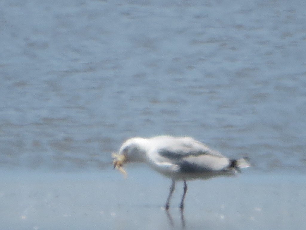 Grey-hooded Gull from Viru, PE-LL, PE on November 10, 2021 at 12:55 PM ...