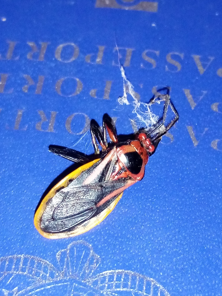Brontostoma from Alcalde Díaz, Panamá on February 19, 2022 at 04:27 PM ...