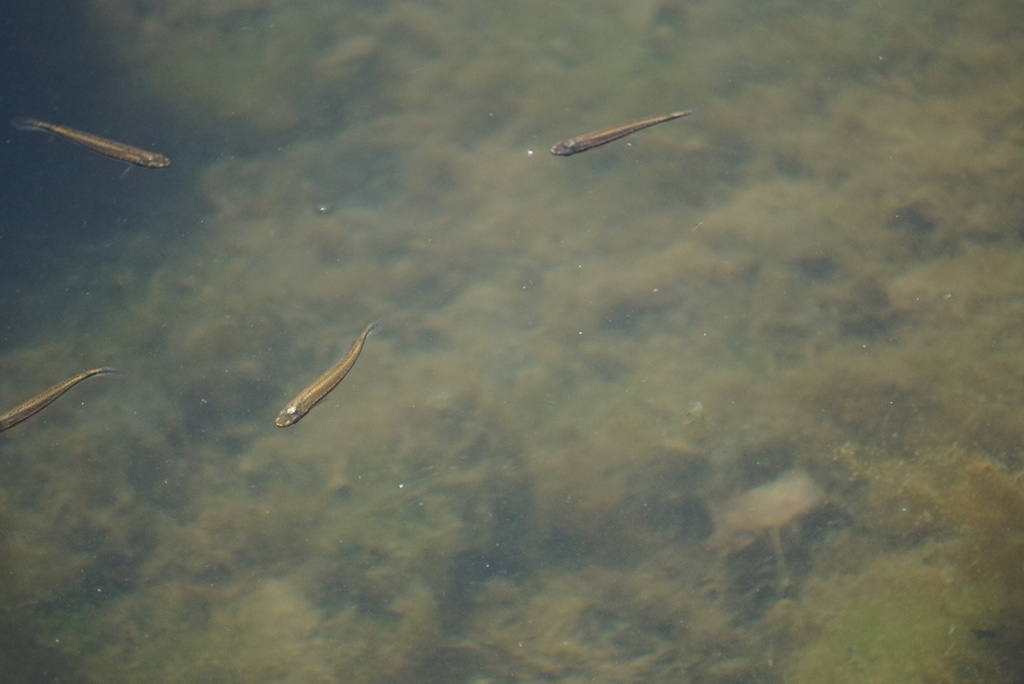 Blackstripe Topminnow from Austin, TX, US on February 08, 2022 at 03:35 ...
