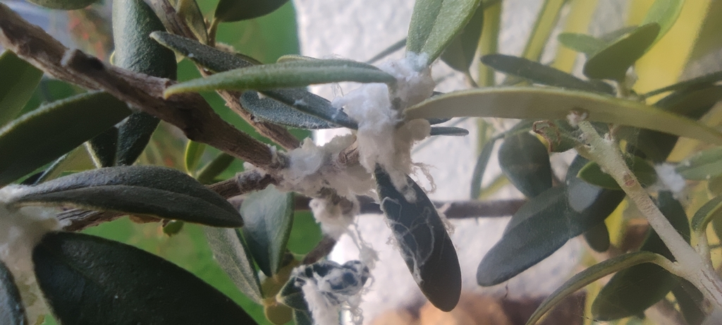 olive psyllid from Dos Hermanas, Sevilla, España on February 19, 2022 ...