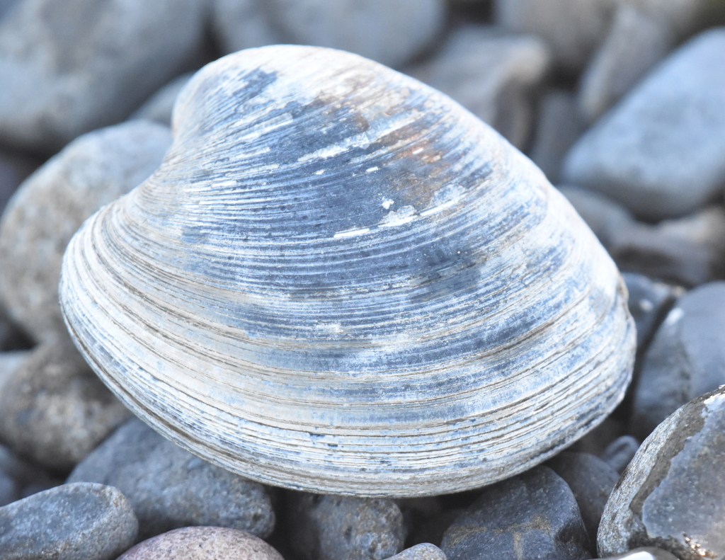Northern Quahog from New Haven, CT 06512, USA on February 19, 2022 at ...