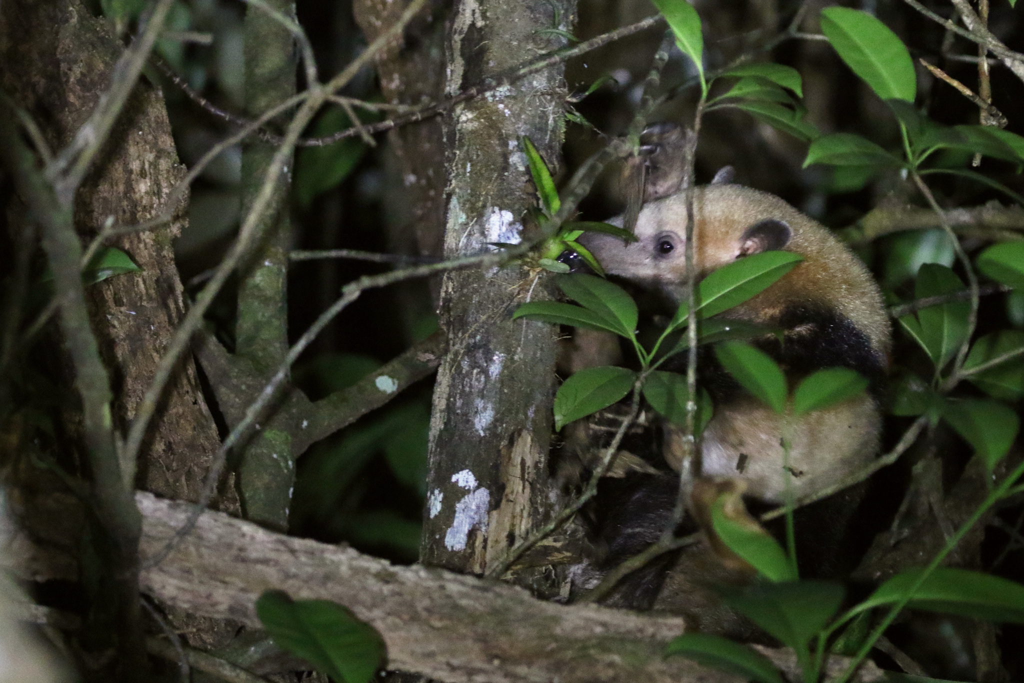 Tamandua tetradactyla (Linnaeus, 1758)