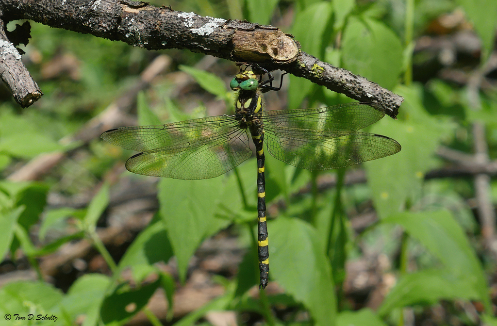 Tiger Spiketail from Granville, OH, USA on August 13, 2015 at 11:32 AM ...