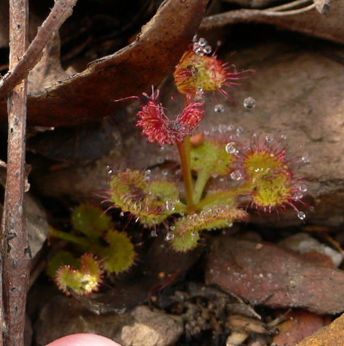 Subespecies Drosera stolonifera monticola · iNaturalist Mexico