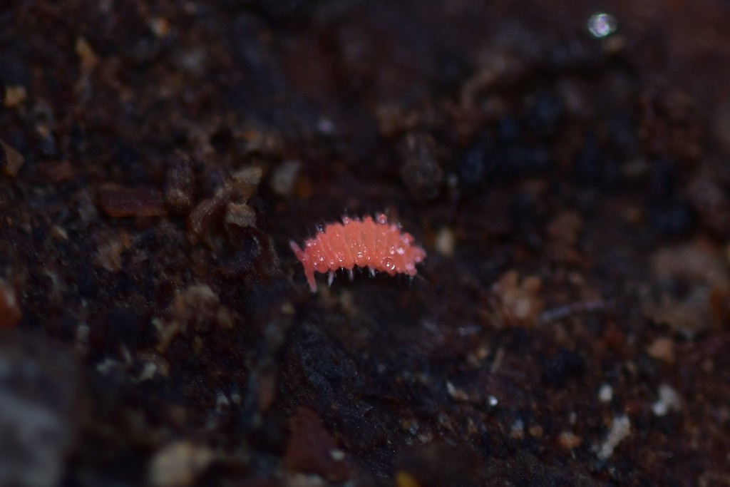 Neanurinae from Vodice, Croatia on February 16, 2022 at 05:08 PM by ...