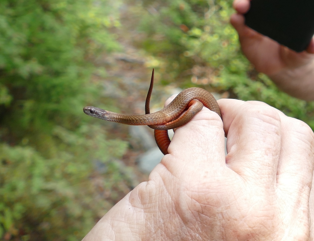 Red-bellied Snake from Randolph County, WV, USA on September 11, 2019 ...