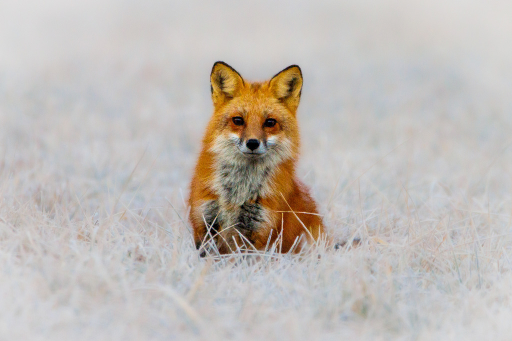 Eastern American Red Fox from Upper Station Camp Creek Rd, Cottontown ...