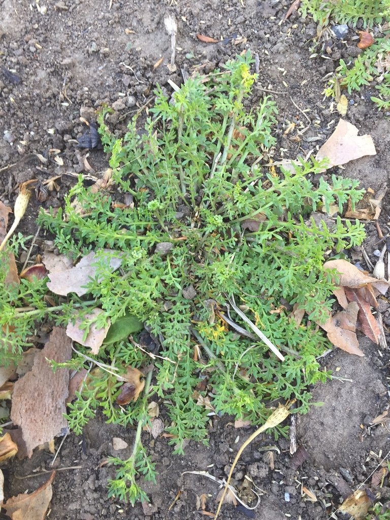 Lesser swine-cress from California State University Channel Islands ...