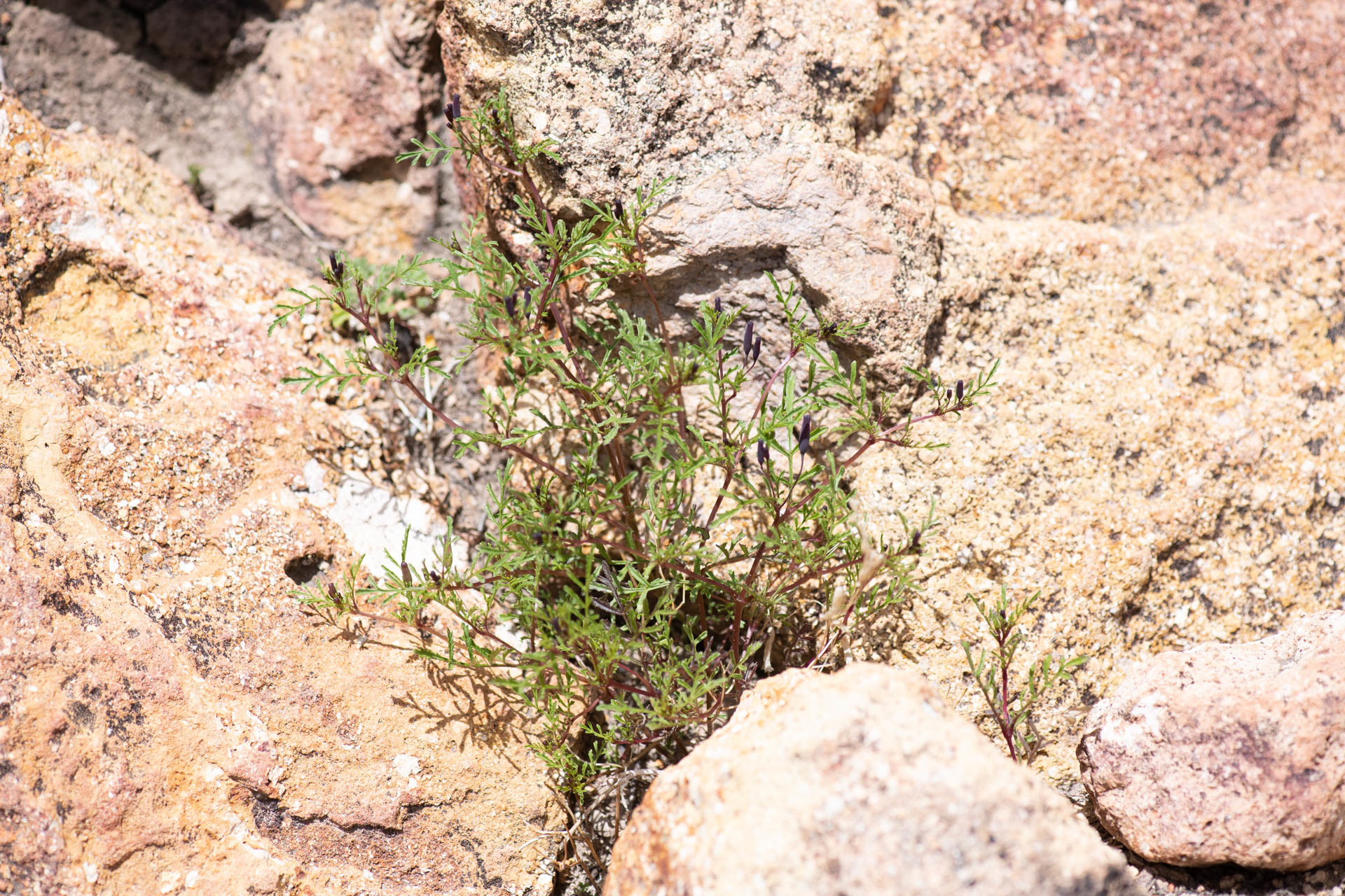 Tagetes multiflora Kunth