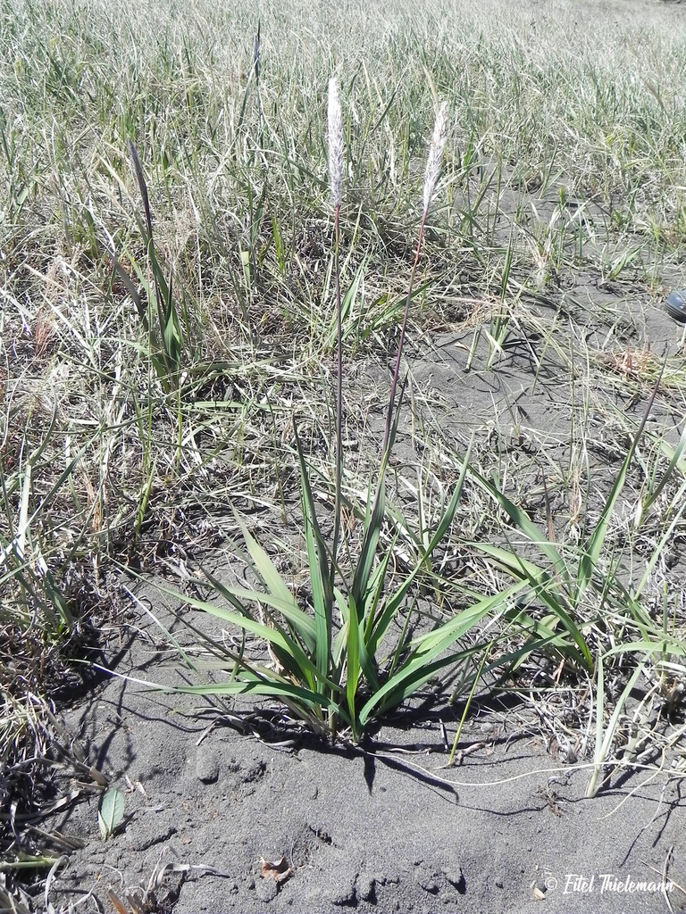 Imperata condensata from Biobio, Bío Bío, Chile on November 15, 2021 at ...