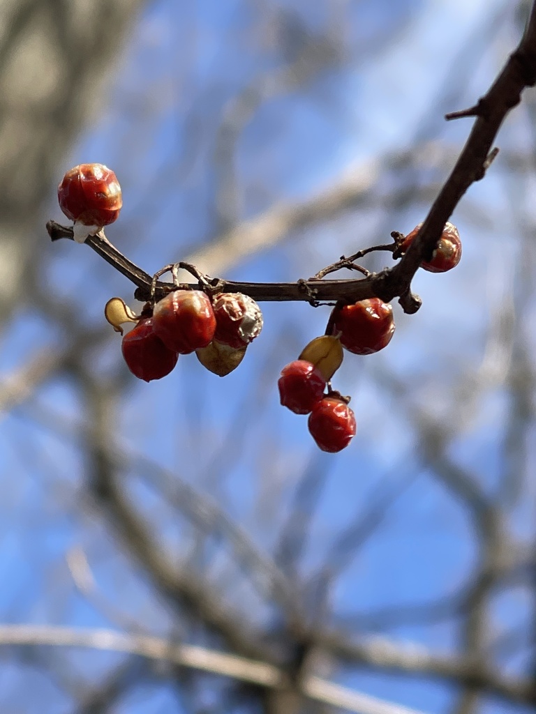 Oriental bittersweet from Capital Crescent Trail, Bethesda, MD, US on ...