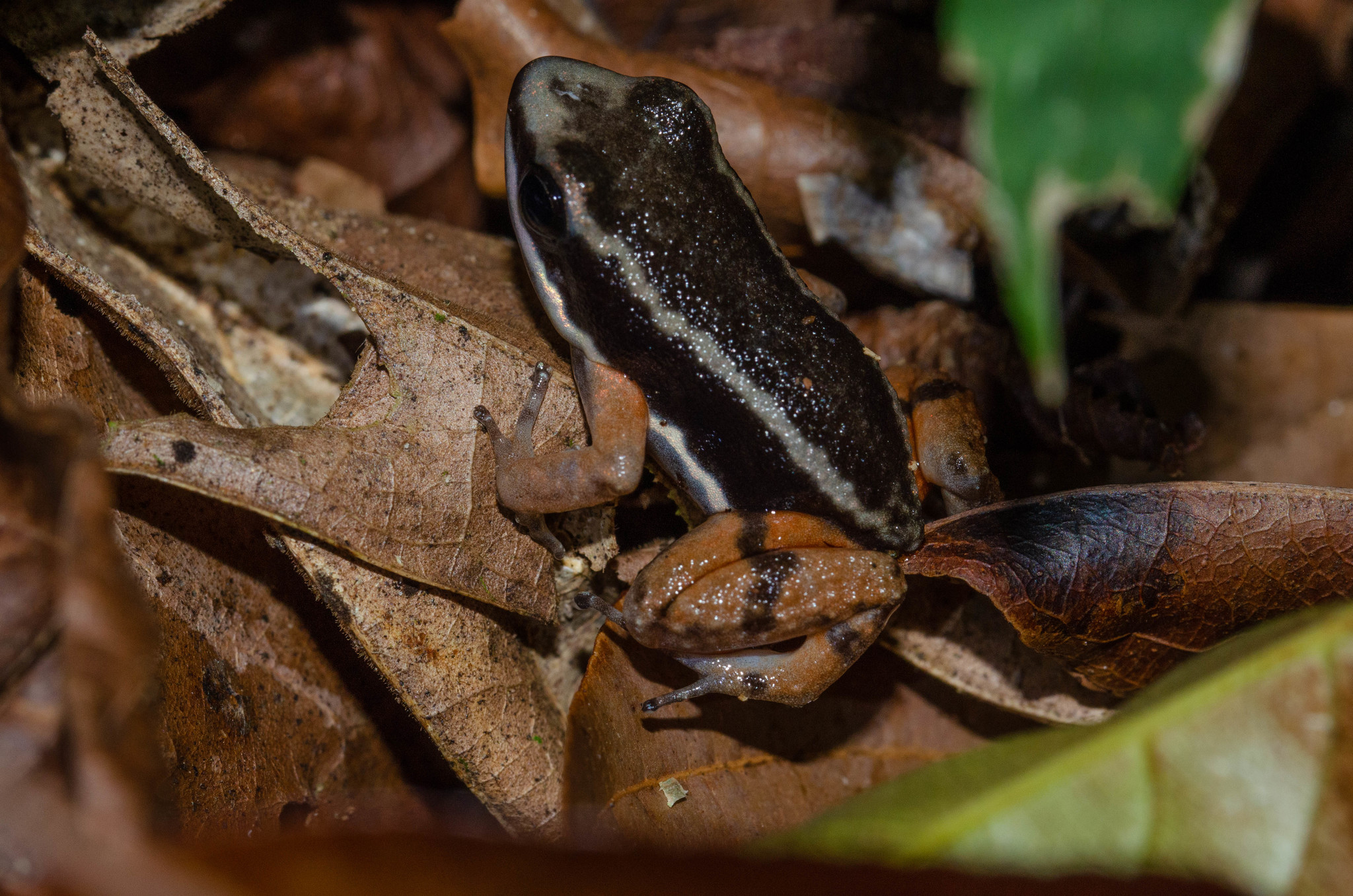Allobates talamancae (Cope, 1875)