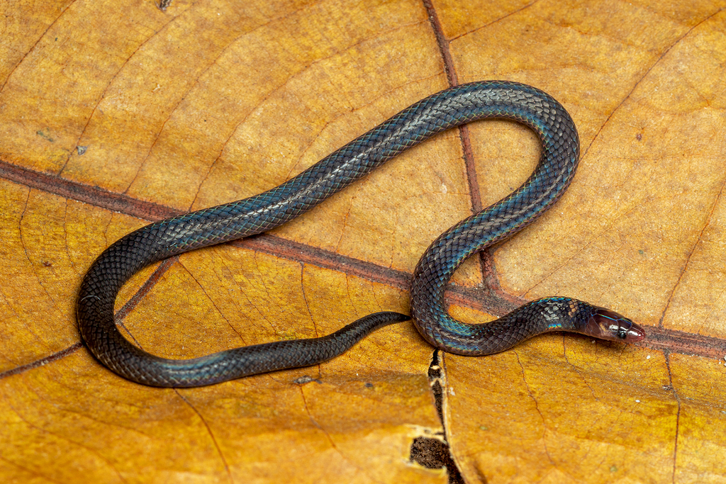 Cantor's Dwarf Reed Snake (Pseudorabdion longiceps) - Snakes and Lizards
