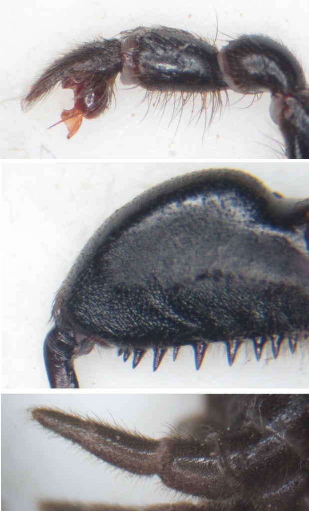 Atypus piceus from 77114 Hermé, France on July 5, 2017 at 09:13 PM by ...