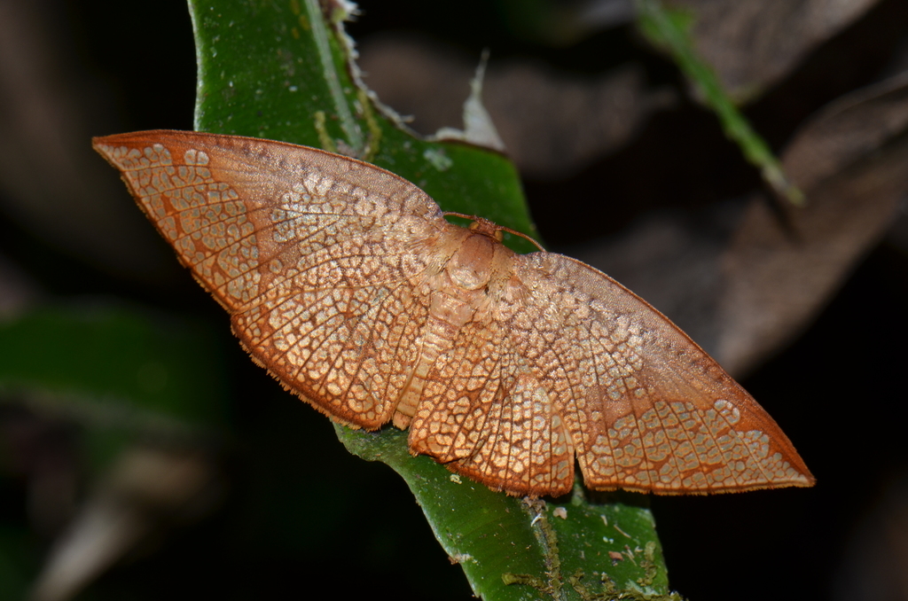 Window-winged Moths from Field Station La Gamba on February 22, 2019 at ...