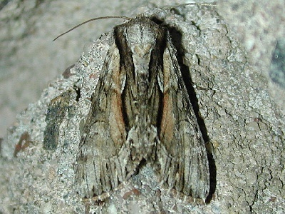 Common Hyppa Moth from Jamaica Bay Wildlife Refuge, Queens, NY, USA on ...