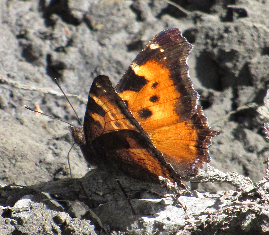 California Tortoiseshell from Custer County, ID, USA on July 24, 2017 ...