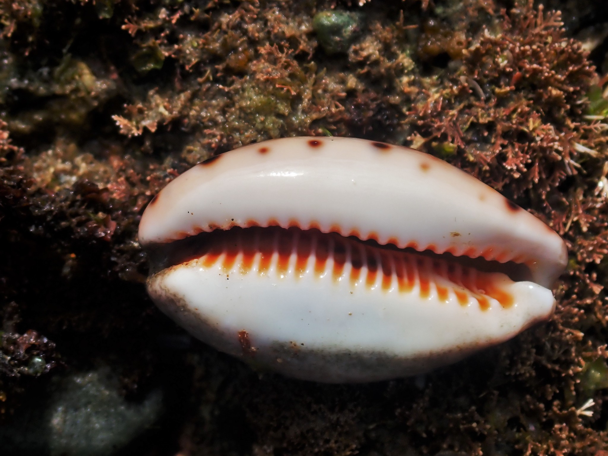 Lyncina lynx (Linnaeus, 1758)
