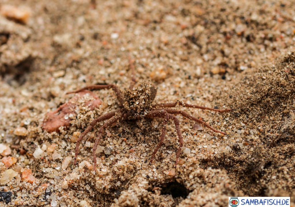 African Six-eyed Sand Spiders from Erongo, Namibia on January 30, 2022 ...