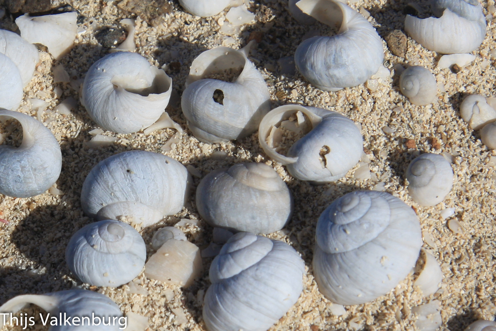 Theba macandrewiana (Madeira Snails) · iNaturalist