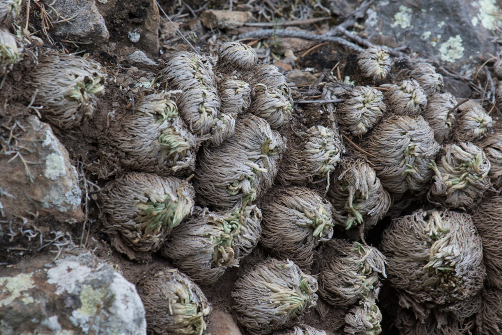 resurrection plant (Selaginella lepidophylla) - Botanical Realm