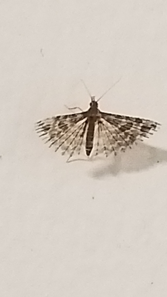 Montana Six-plume Moth from Honeydew, CA 95545, USA on January 21, 2022 ...