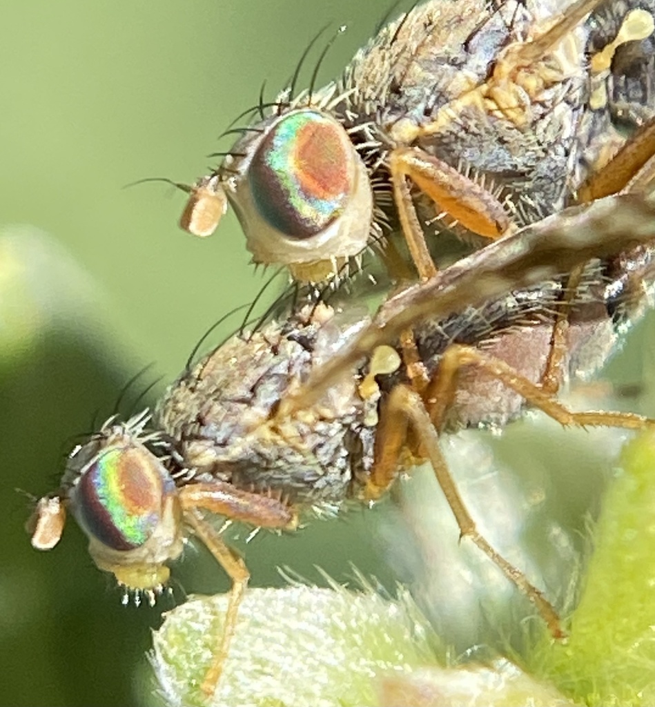 Sunflower Seed Maggot from Mission Trails Regional Park, San Diego, CA ...