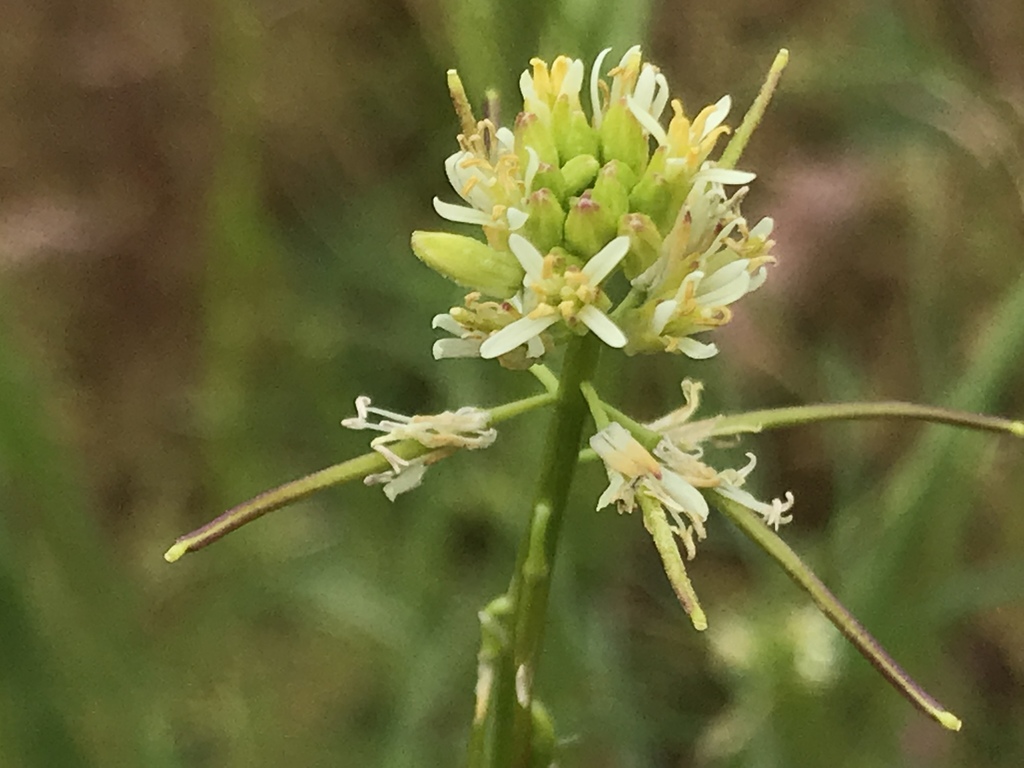 California mustard (CNLM San Diego Plants) · iNaturalist