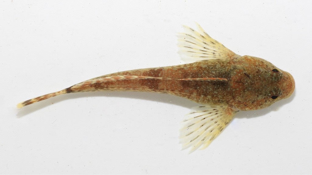 Blue Ridge Sculpin from Fred Archibald Audubon Sanctuary on February 19 ...