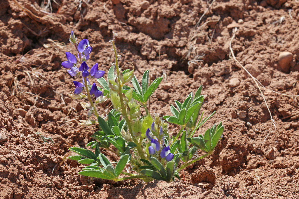 Lupinus pusillus pusillus from Uintah County, UT, USA on June 3, 2017 ...
