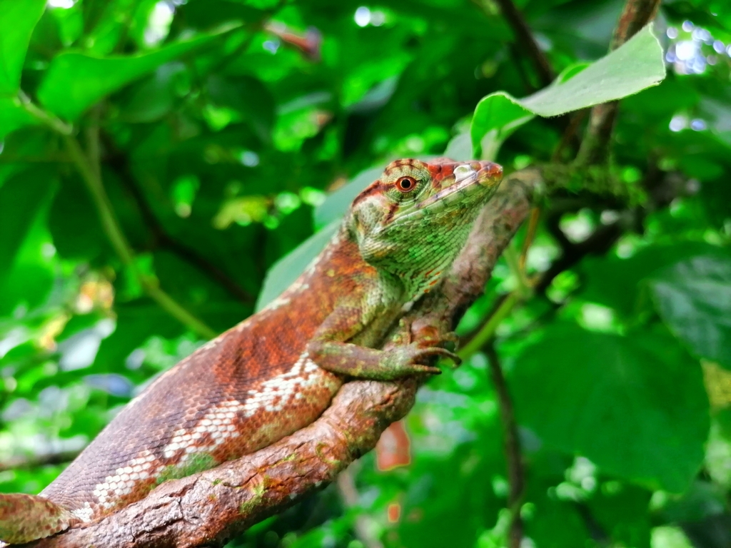 Audubon's Multicolored Lizard from Tunapuna/Piarco Regional Corporation ...