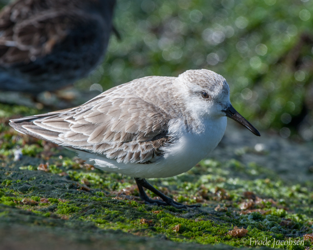 Sanderling from Worcester County, MD, USA on March 21, 2008 at 10:50 AM ...