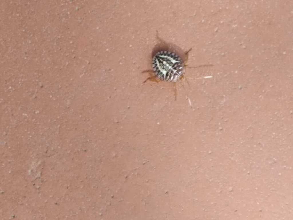 Stink Bugs from Cochabamba, Bolivia on February 19, 2022 at 03:40 PM by ...