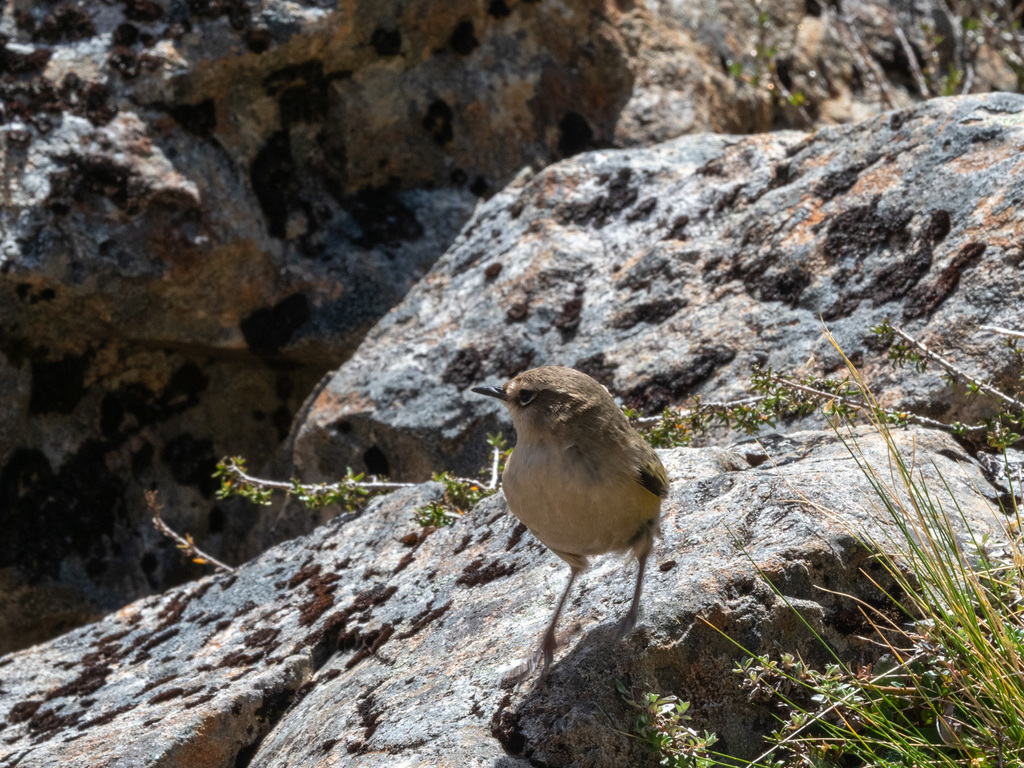 South Island Wren from Westland District, West Coast, New Zealand on ...