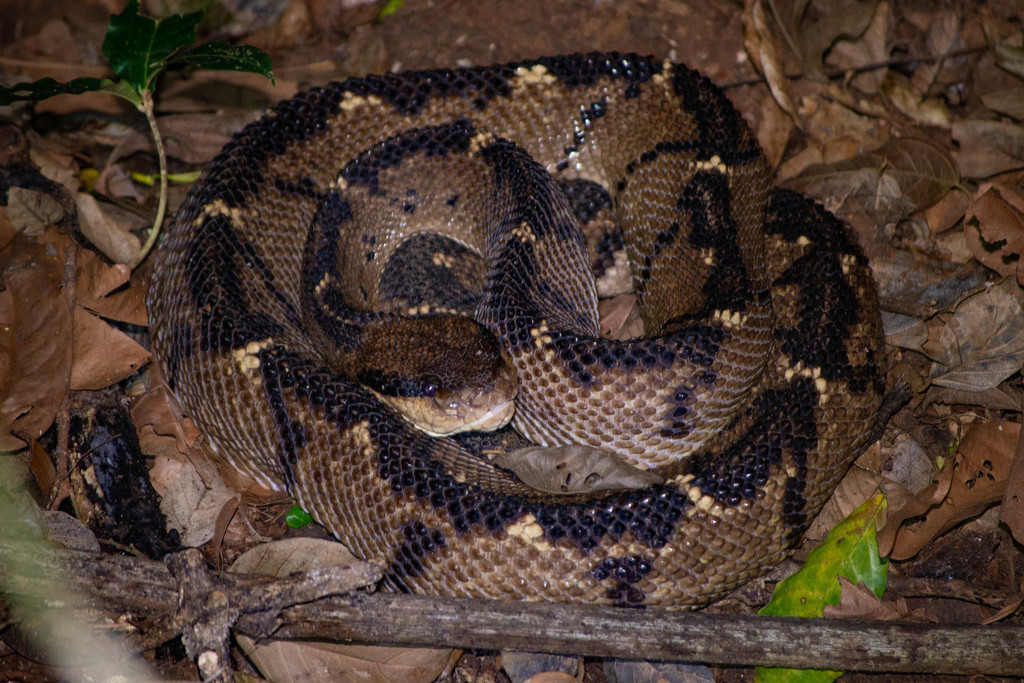 Central American Bushmaster from Limón, Costa Rica on January 26, 2022 ...