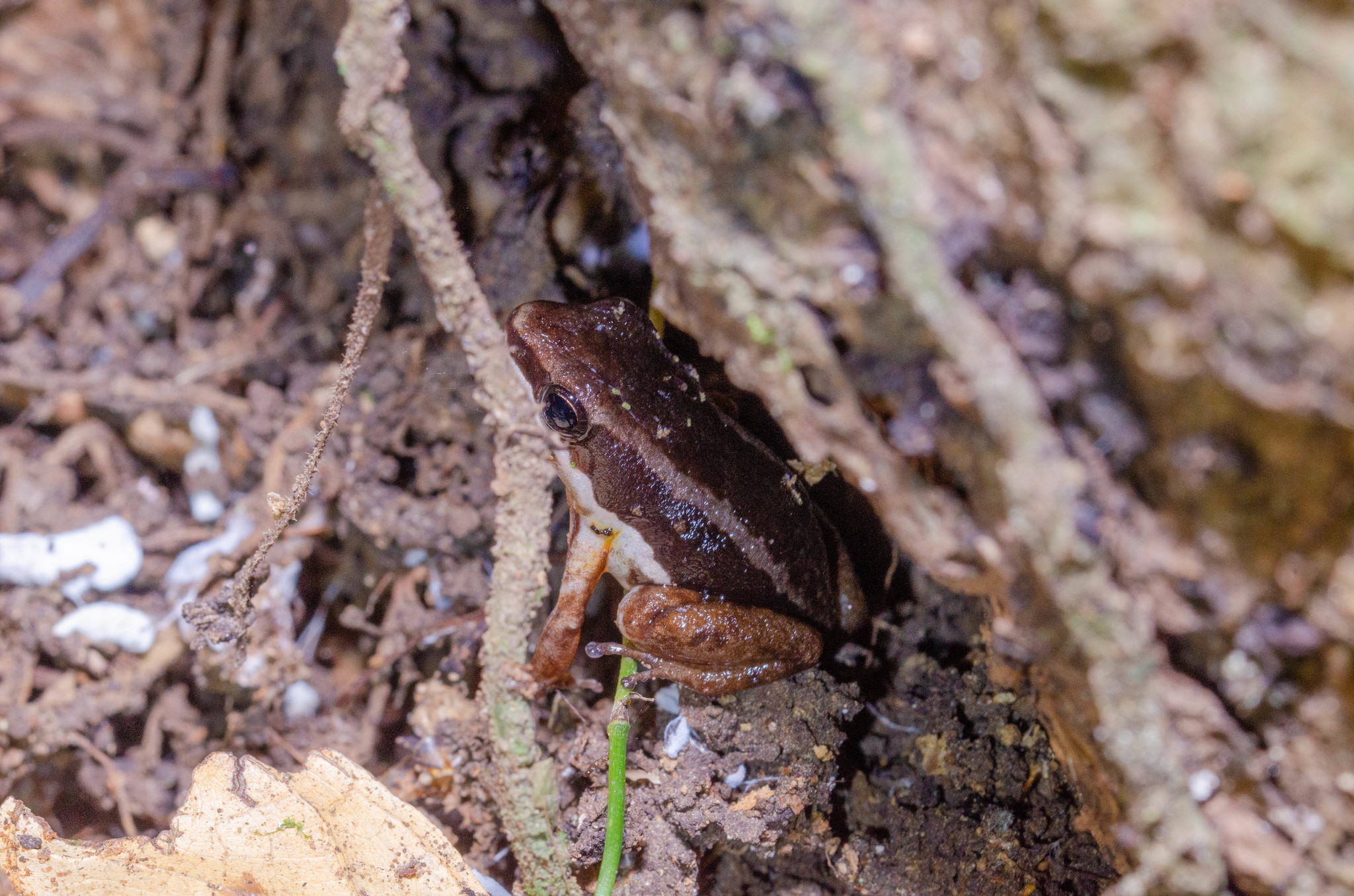 Allobates talamancae (Cope, 1875)