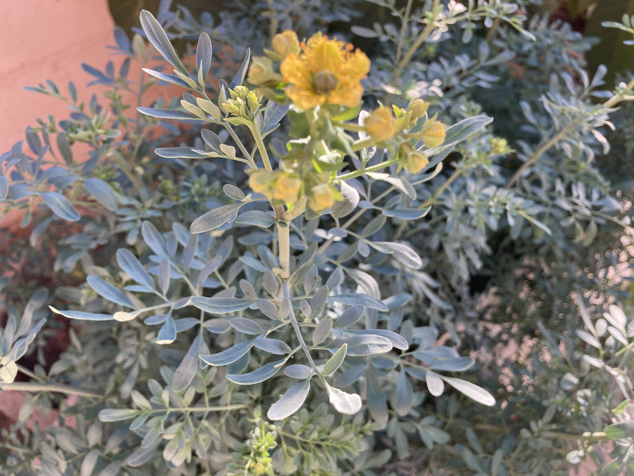 Ruta graveolens L.