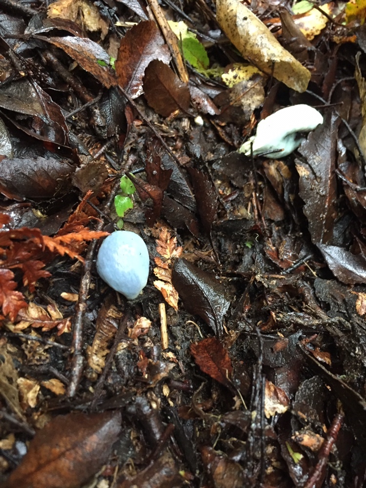 Blue Pouch Fungus from Coromandel Forest Park, Coromandel Forest Park ...