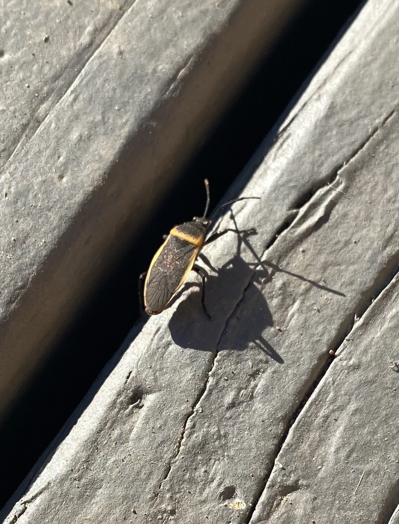 Largus cinctus from Summer Dr, El Dorado Hills, CA, US on February 19 ...