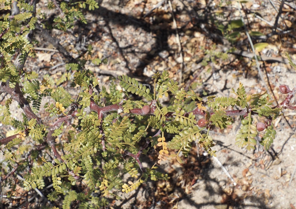 elephant tree from La Paz, BCS, Mexico on February 18, 2022 at 08:50 PM ...